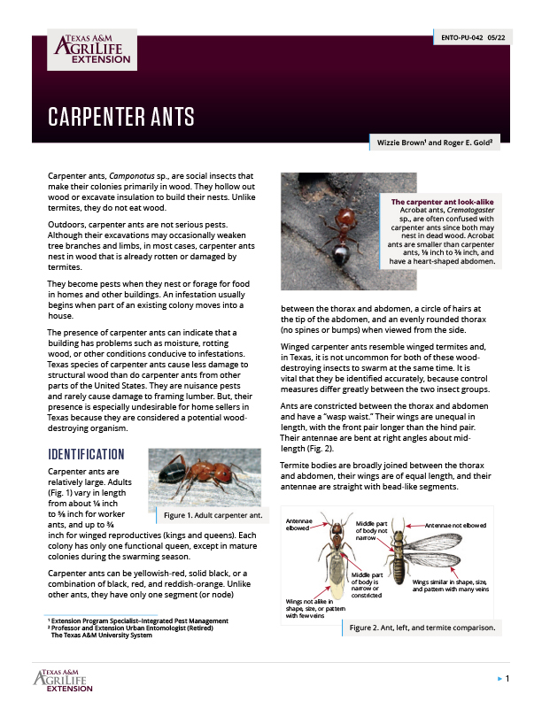 Carpenter Ants | Publications | AgriLife Learn