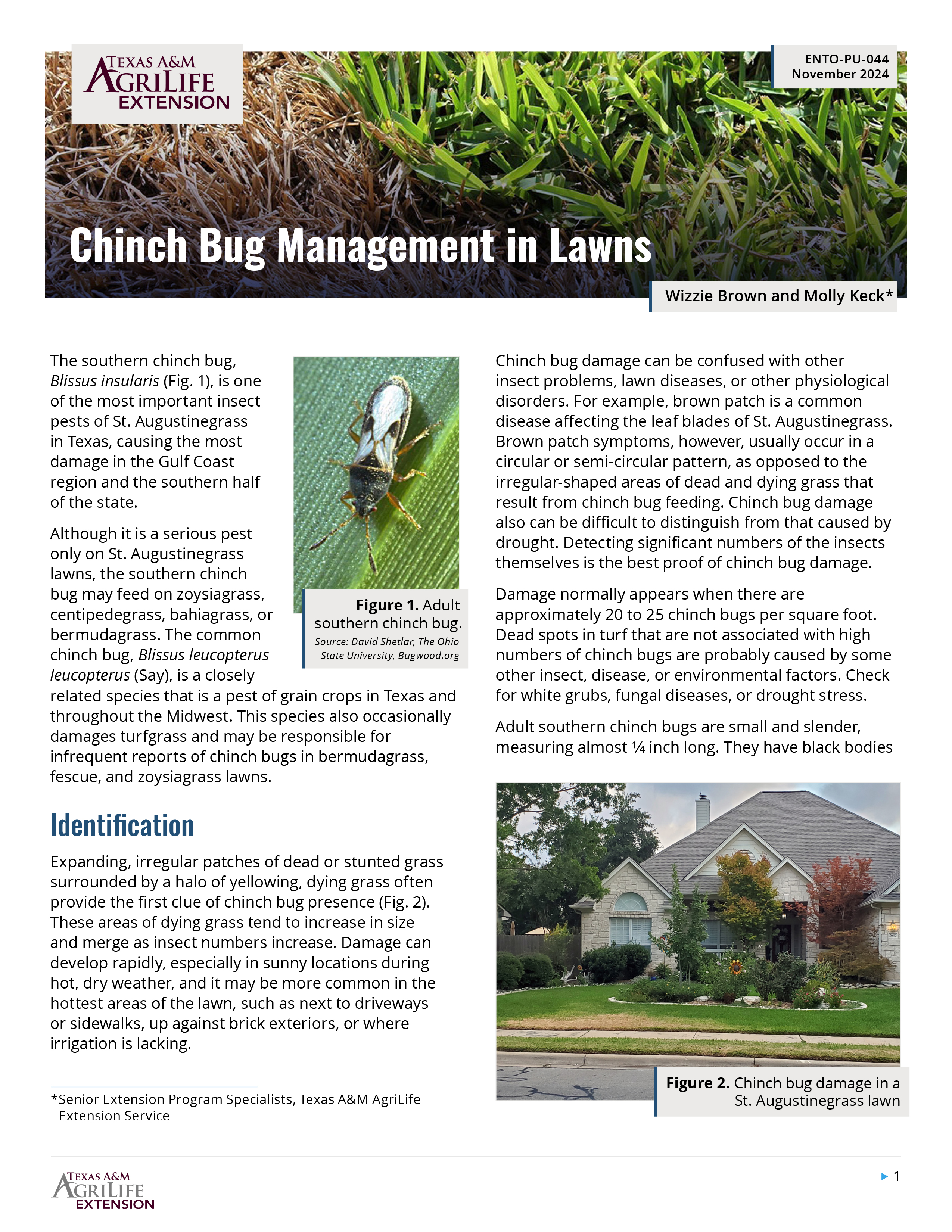 Chinch bug management in laws publication image. Click to expand image