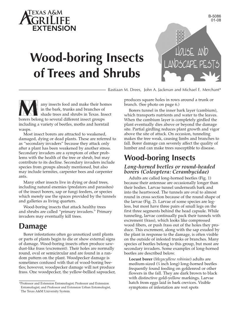 Wood-boring Insects of Trees and Shrubs | Publications | AgriLife Learn