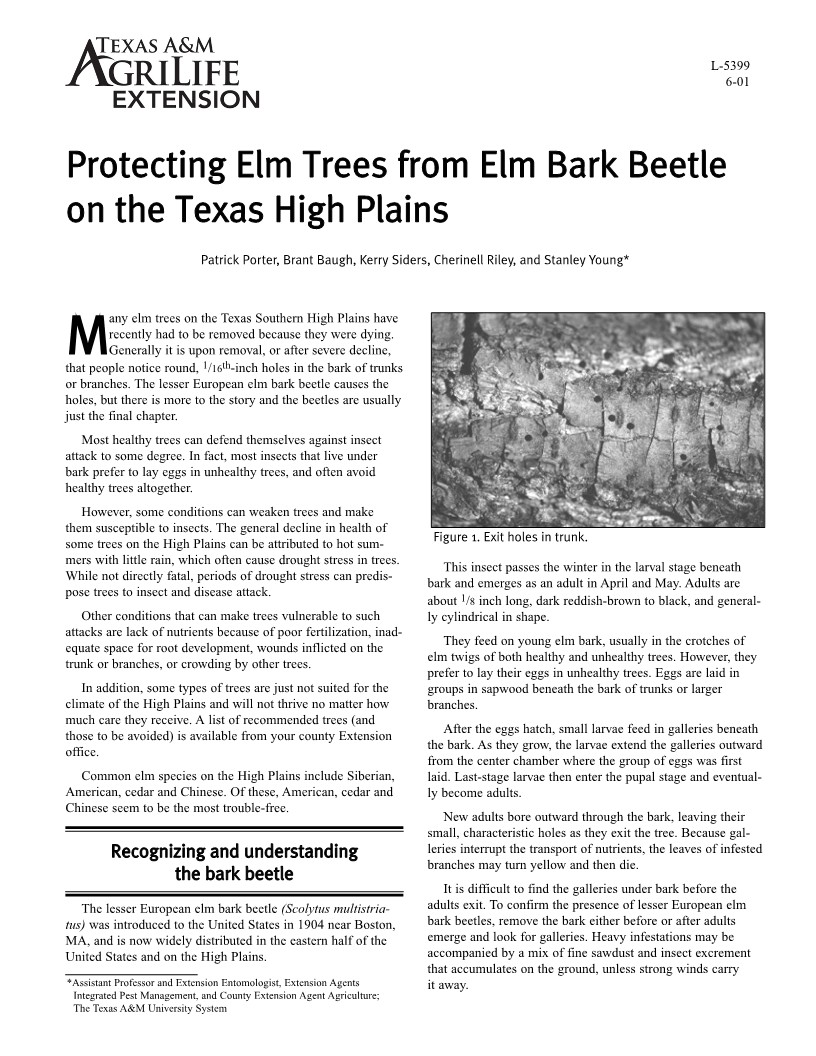 Protecting Elm Trees from Elm Bark Beetle on the Texas High Plains ...
