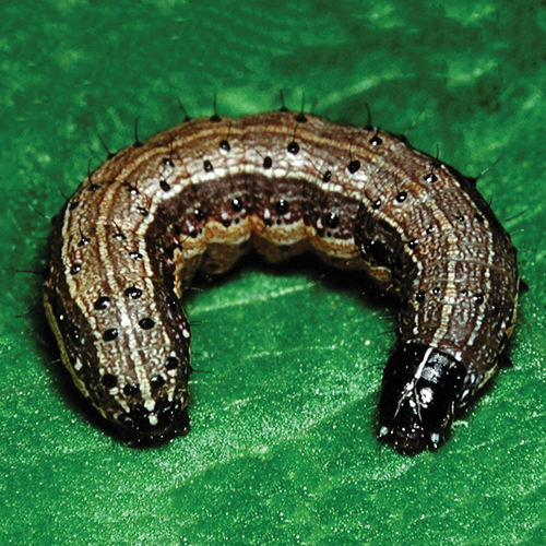 Cotton "Worms" ID Key | Publications | AgriLife Learn