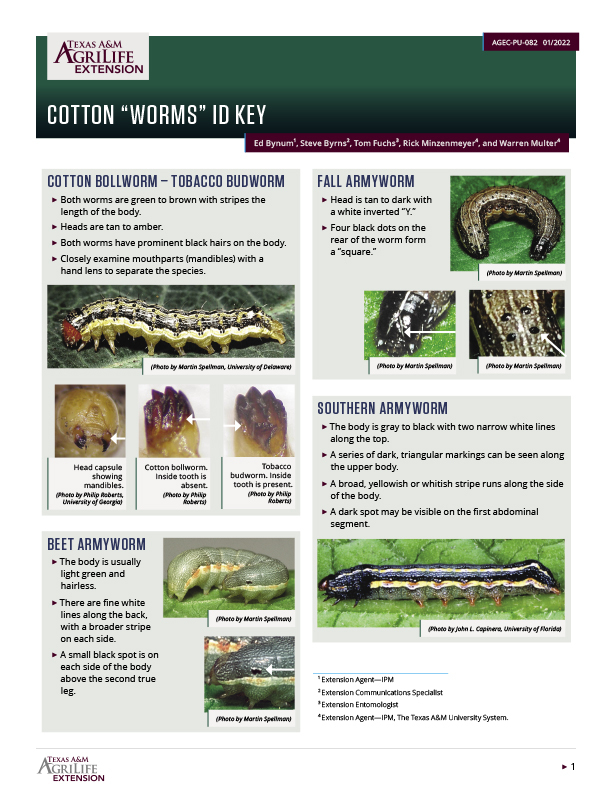 Cotton "Worms" ID Key | Publications | AgriLife Learn