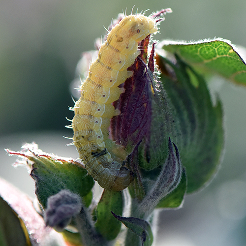 Bt Cotton | Publications | AgriLife Learn