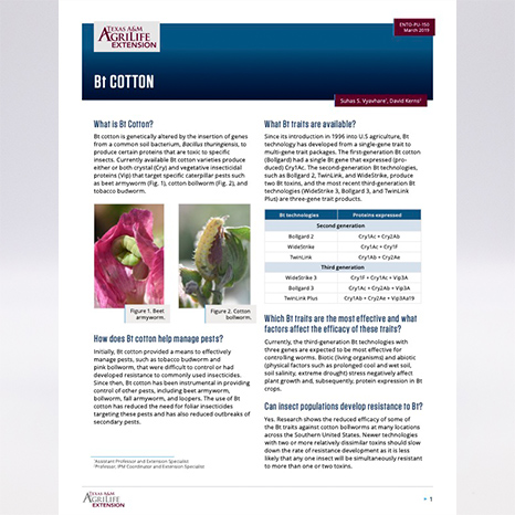 Bt Cotton | Publications | AgriLife Learn