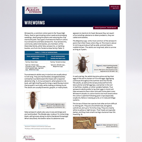 Wireworms | Publications | AgriLife Learn