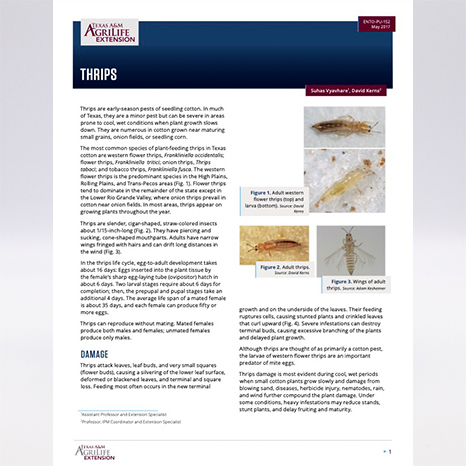 Thrips | Publications | AgriLife Learn