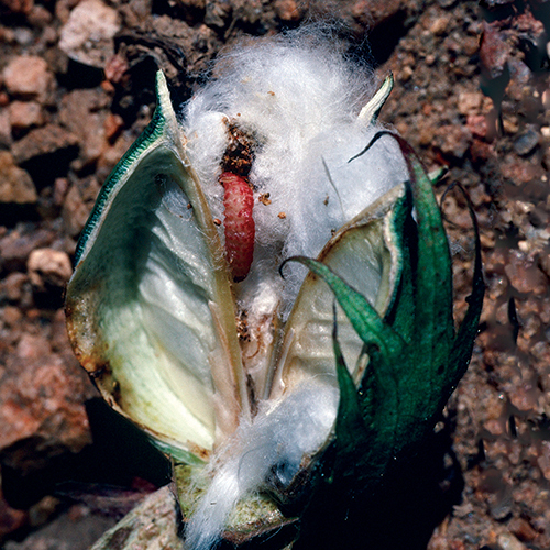 Managing Cotton Insects in Texas | Publications | AgriLife Learn