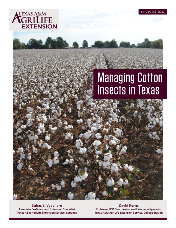Managing Cotton Insects in Texas | Publications | AgriLife Learn