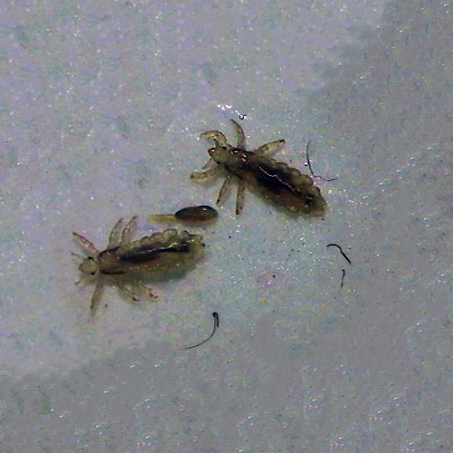 Human Lice | Publications | AgriLife Learn