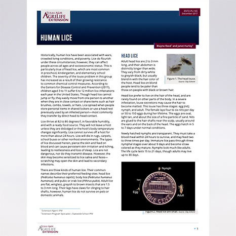 Human Lice | Publications | AgriLife Learn