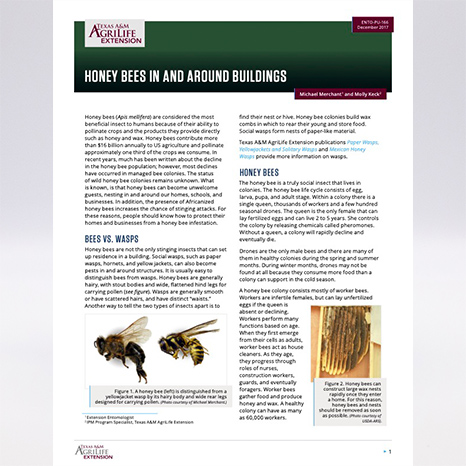 Honey Bees In and Around Building | Publications | AgriLife Learn