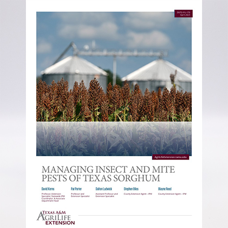 Managing Insect and Mite Pest of Texas Sorghum | Publications ...