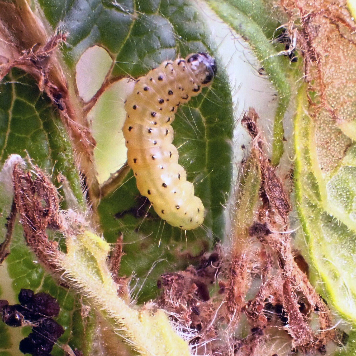 Sesame Leafroller in Sesame | Publications | AgriLife Learn