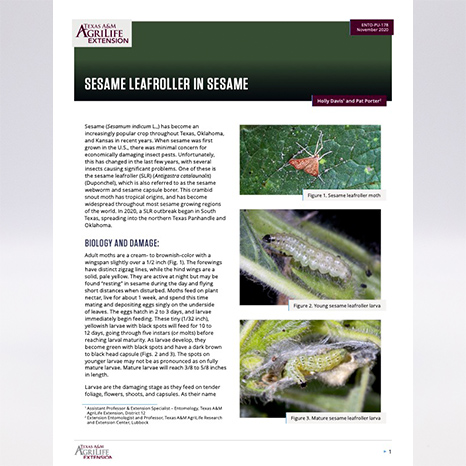 Sesame Leafroller in Sesame | Publications | AgriLife Learn