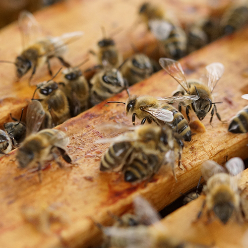 Setting up your Apiary | Publications | AgriLife Learn