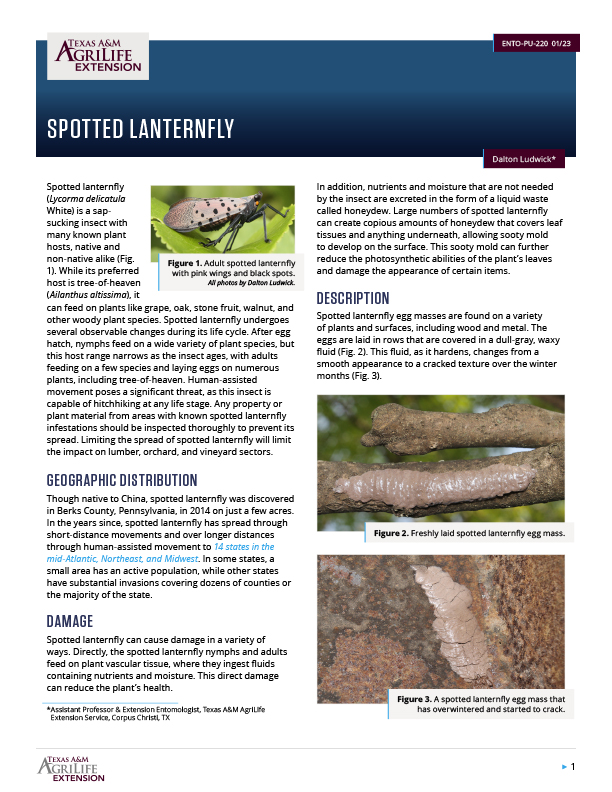 Spotted Lanternfly | Publications | AgriLife Learn