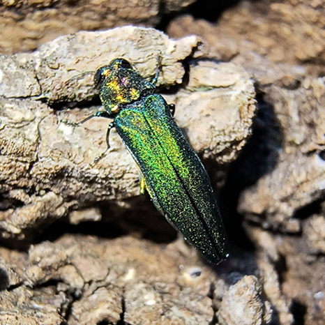 Emerald Ash Borer Control: A Guide for Professionals | Publications ...