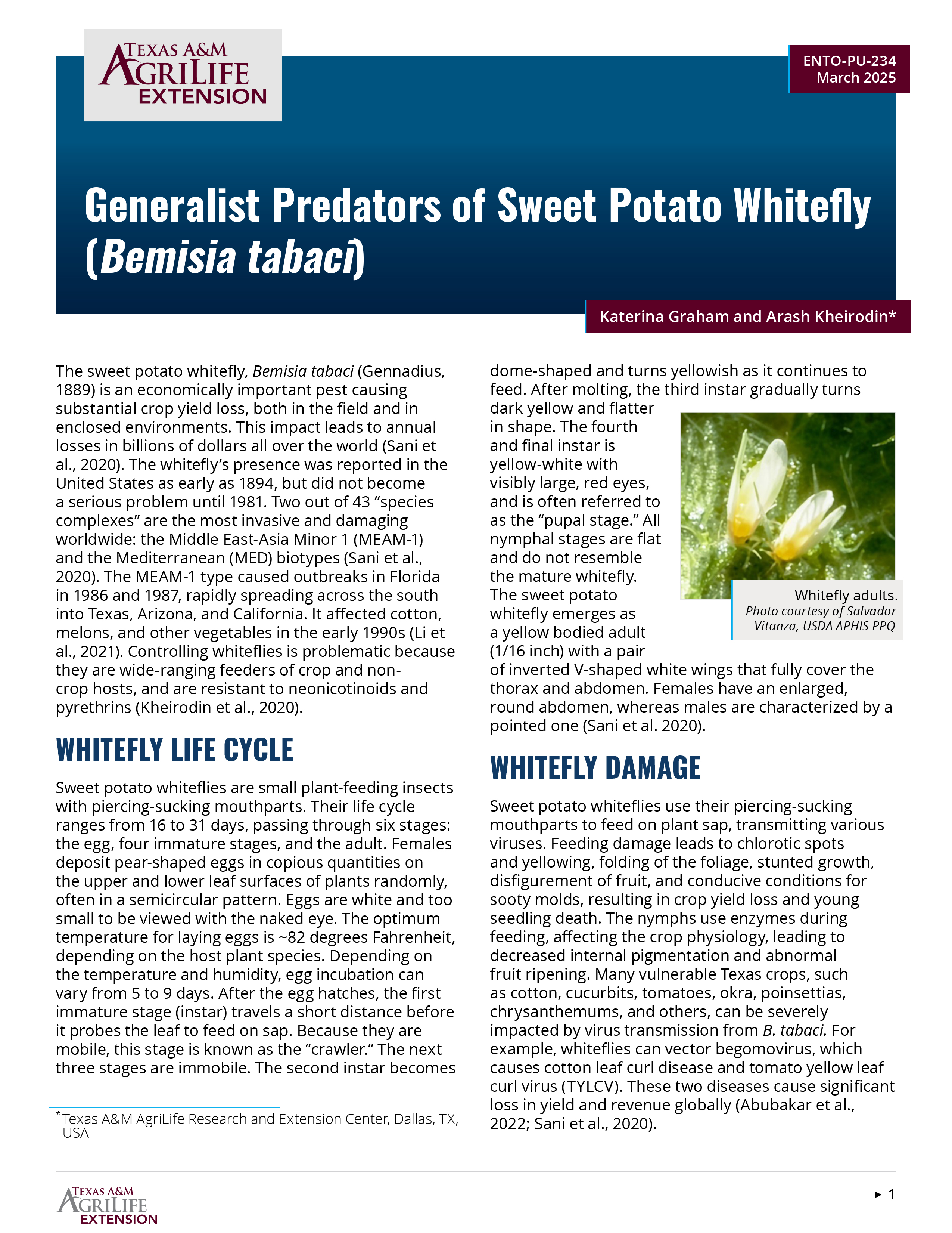 Generalist Predators of the Sweet Potato Whitefly (Bemisia tabaci ...