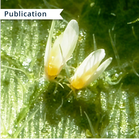 Insects, Pests, and Diseases | Texas A&M AgriLife Learn