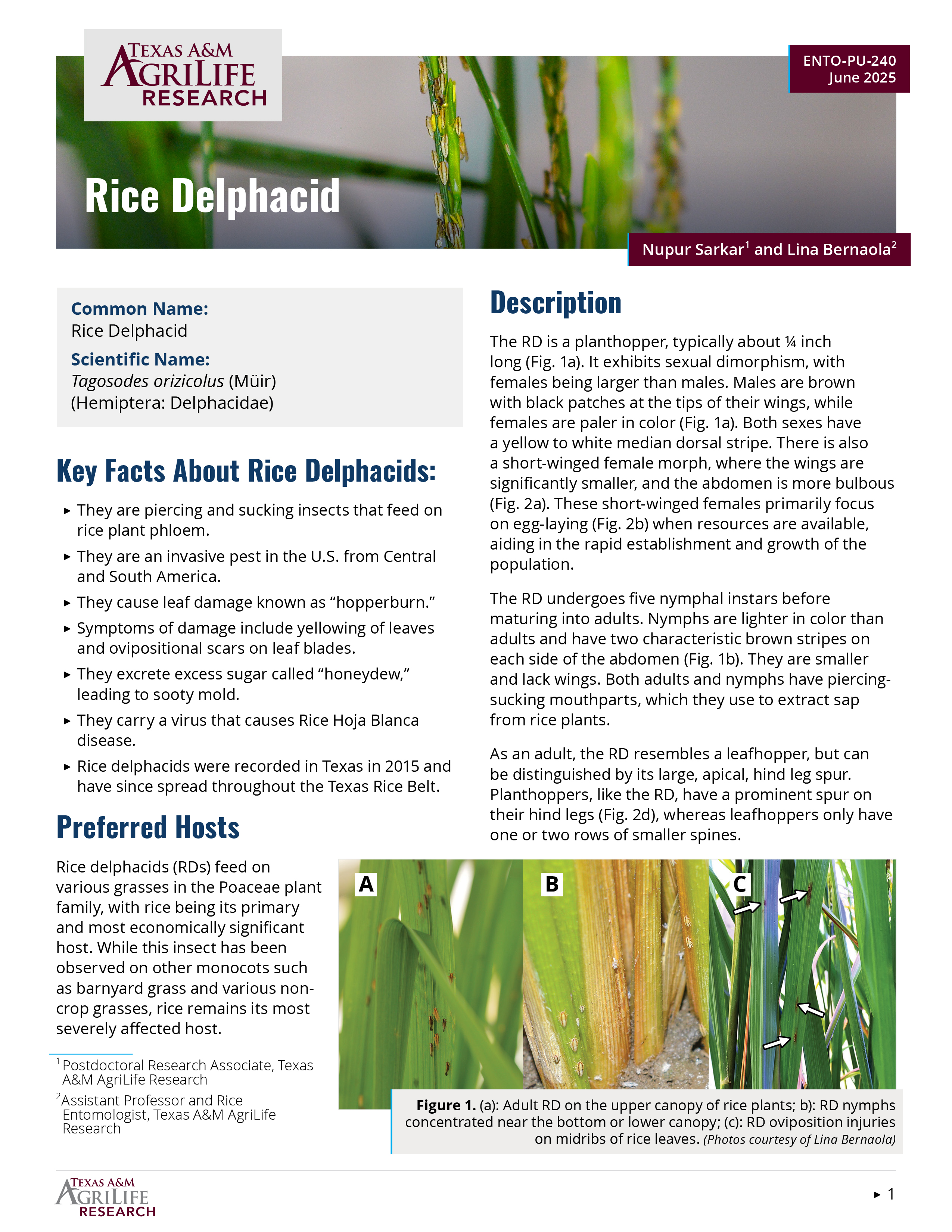 Rice Delphacid | Publications | AgriLife Learn
