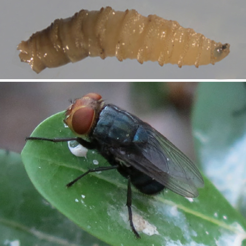 New World Screwworm | Publications | AgriLife Learn