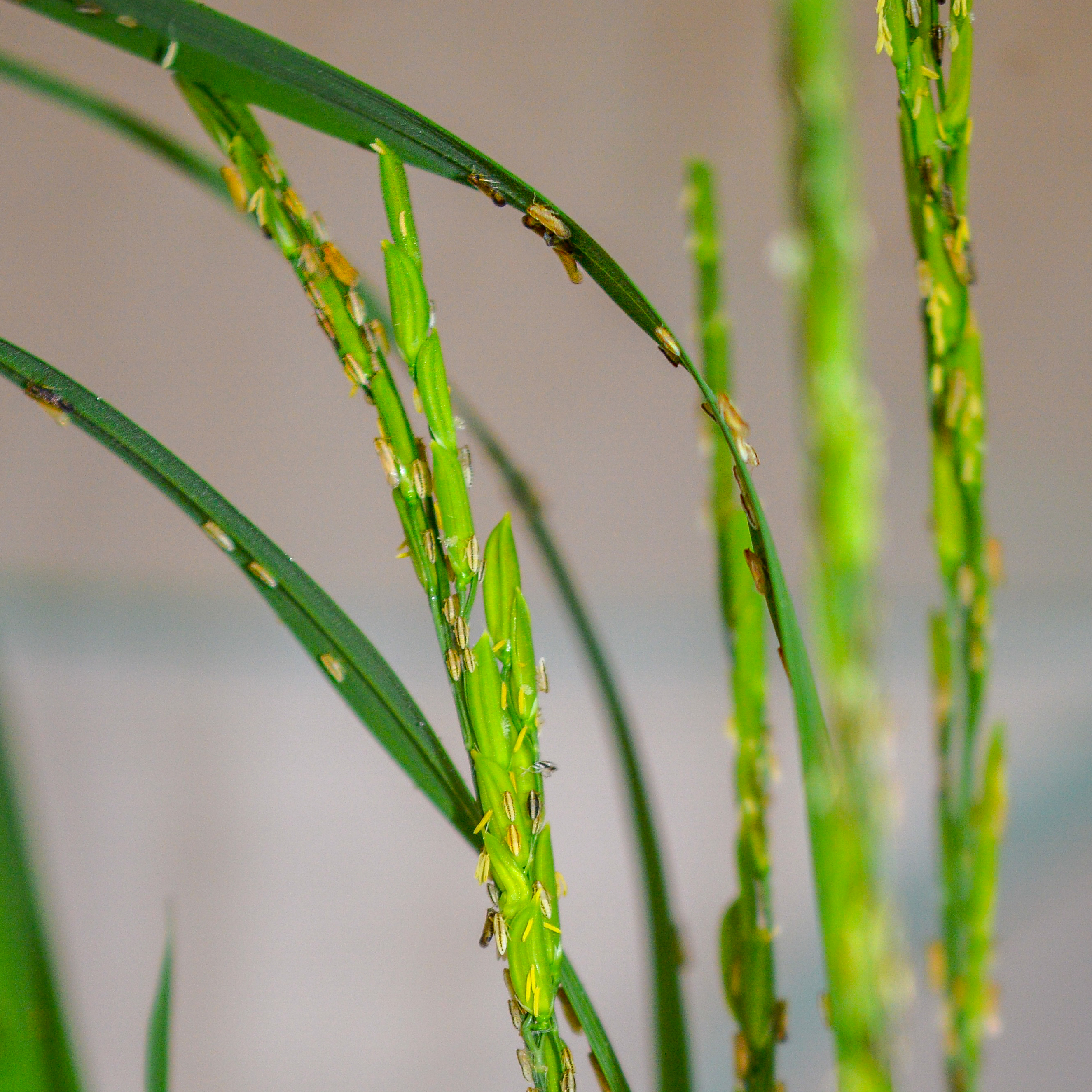 Rice Delphacid (Print-Accessible Version) | Publications | AgriLife Learn