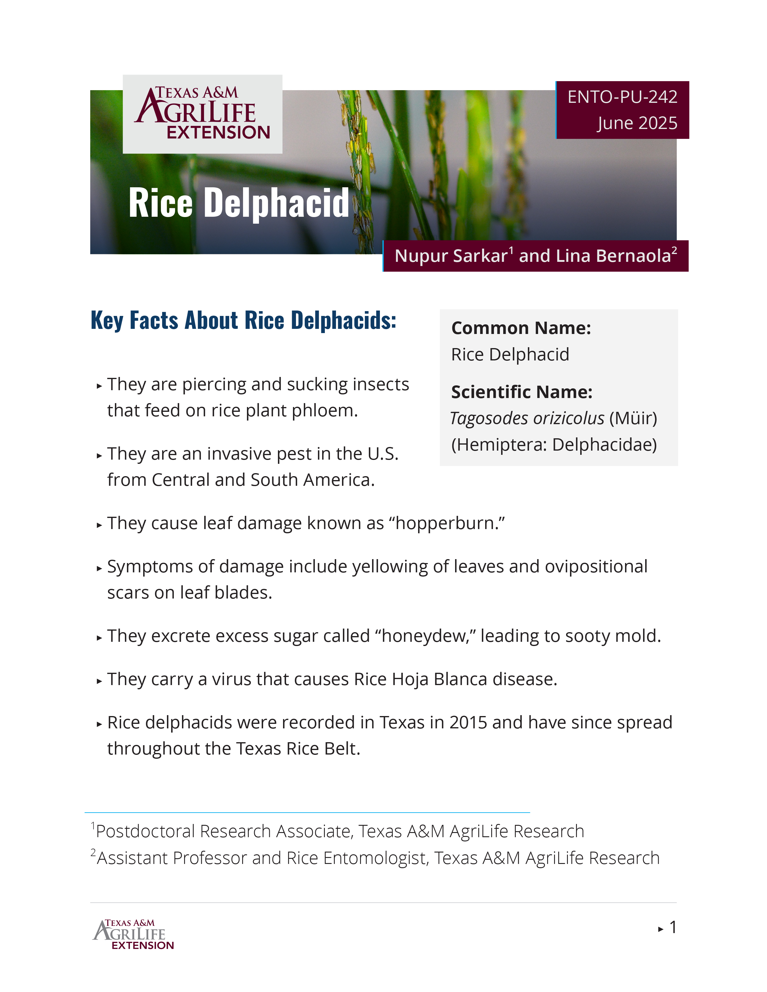 Rice Delphacid (Print-Accessible Version) | Publications | AgriLife Learn