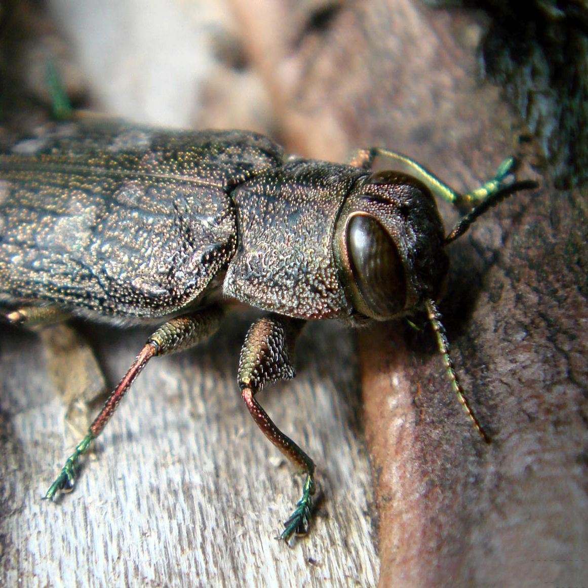 Managing Flatheaded Borers in Fruit and Nut Trees | Publications ...