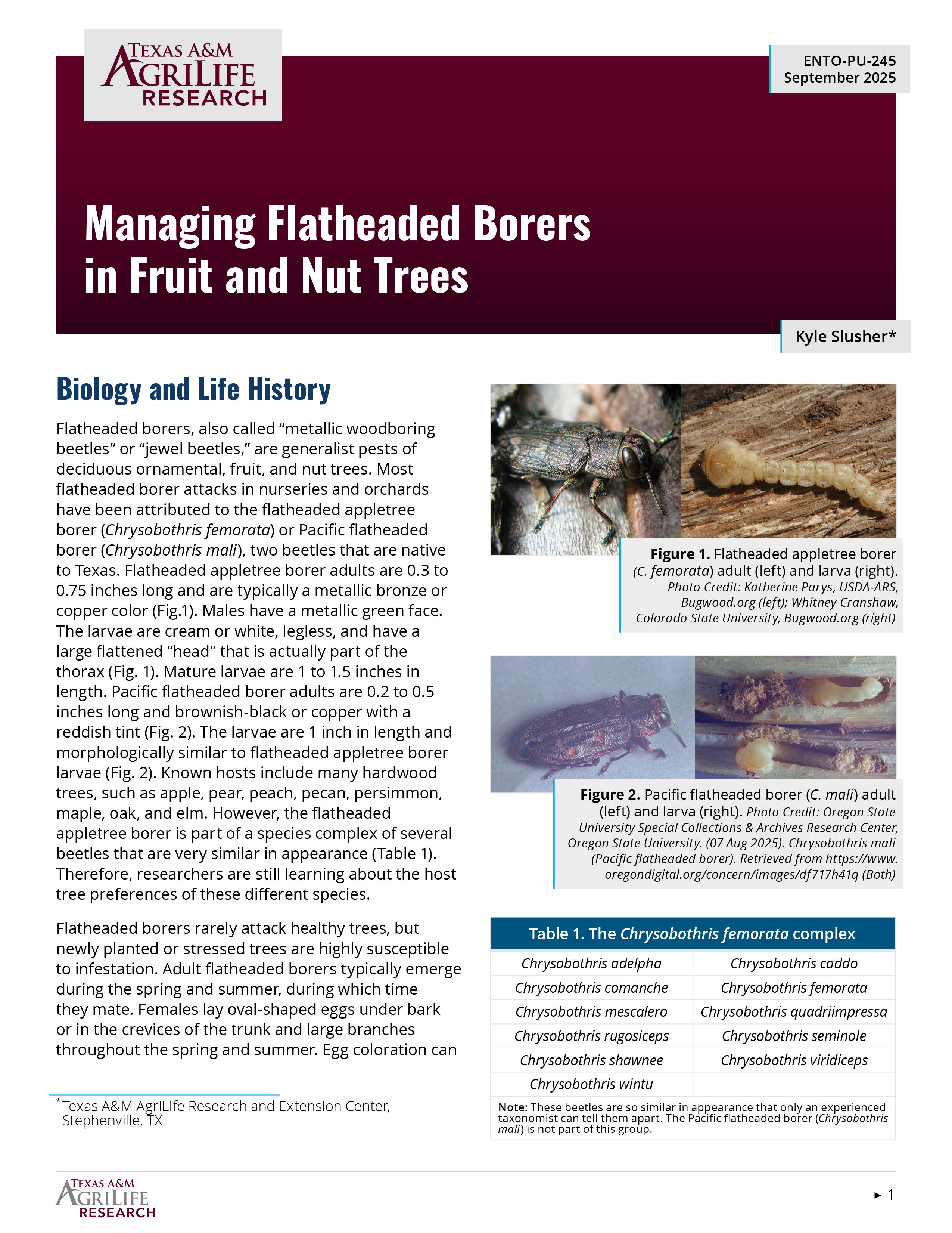 Managing Flatheaded Borers in Fruit and Nut Trees | Publications ...
