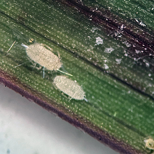 Pasture Mealybug Bulletin | Publications | AgriLife Learn
