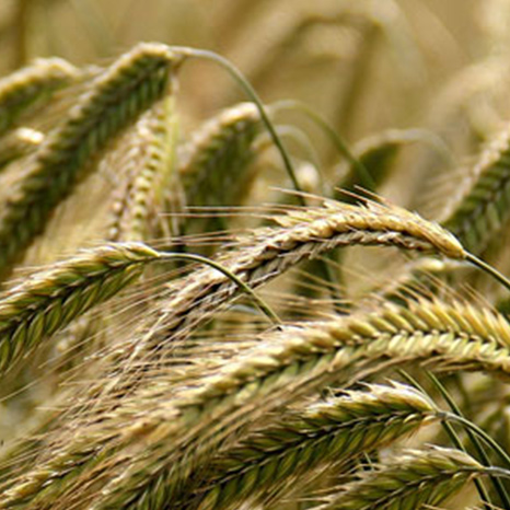 Norman Borlaug Youth in Agriculture Program | Courses | AgriLife Learn