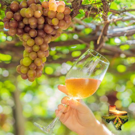 Enology Basics for Viticulturists and Enologists | Courses | AgriLife Learn