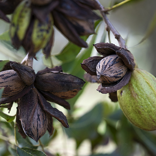 Texas Fruit and Nut Production: Pecans, Native | Publications ...