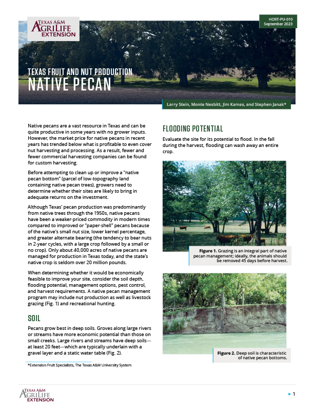 Texas Fruit and Nut Production: Pecans, Native | Publications ...