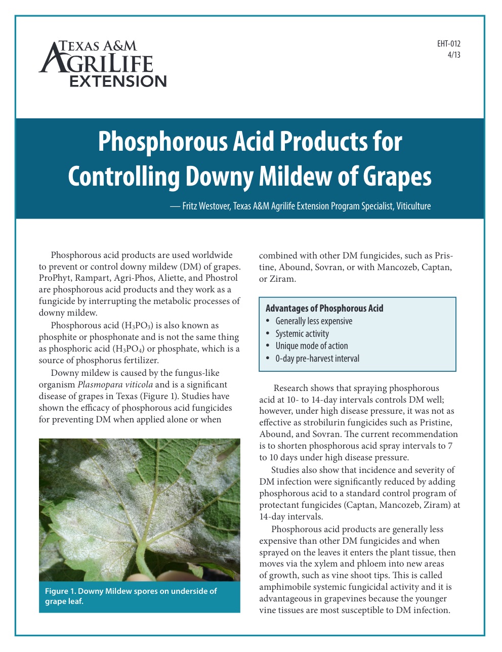 Phosphorous Acid Products for Controlling Downy Mildew of Grapes | Publications | AgriLife Learn