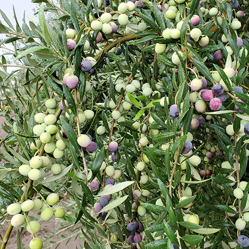 Texas Fruit and Nut Production: Olives | Publications | AgriLife Learn