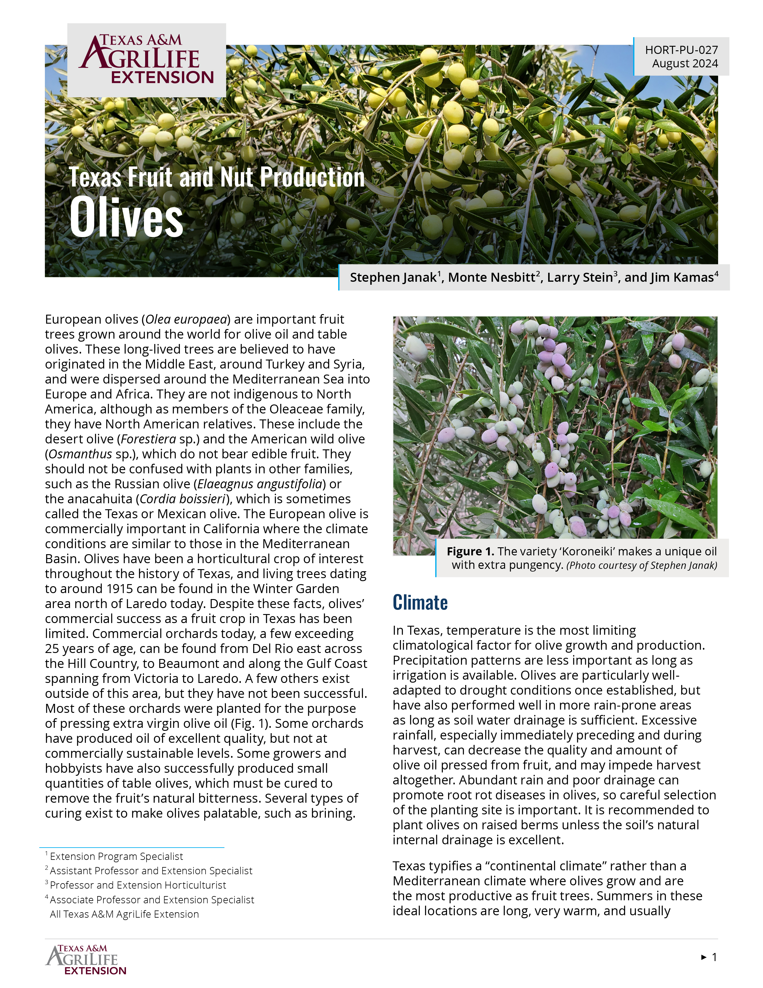 Texas Fruit and Nut Production: Olives | Publications | AgriLife Learn