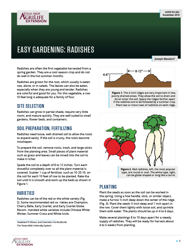Easy Gardening: Radishes | Publications | AgriLife Learn