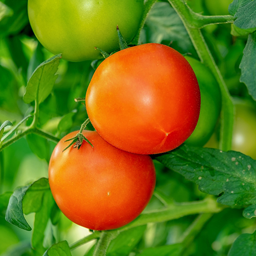 Easy Gardening: Tomatoes | Publications | AgriLife Learn