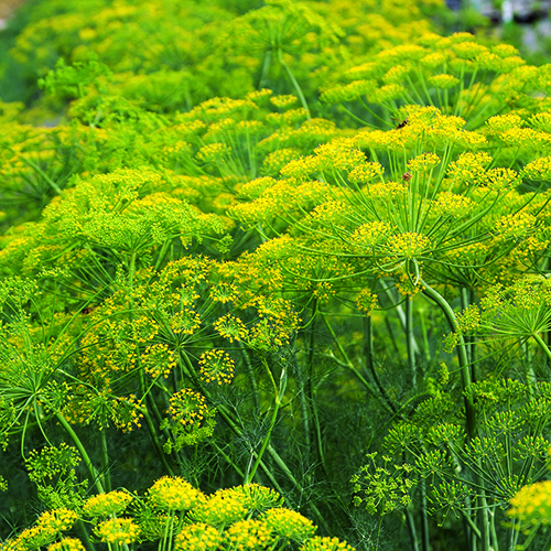 Easy Gardening: Dill | Publications | AgriLife Learn