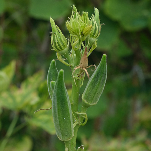 Easy Gardening: Okra | Publications | AgriLife Learn