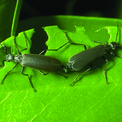 Easy Gardening: Insect Control | Publications | AgriLife Learn