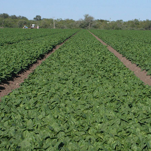Spinach Weed Control for Texas | Publications | AgriLife Learn