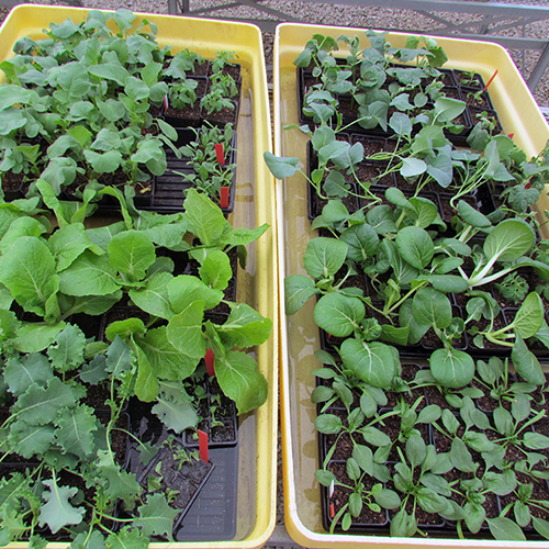 Reducing Seawater Flood Damage to Vegetable Plants | Publications ...