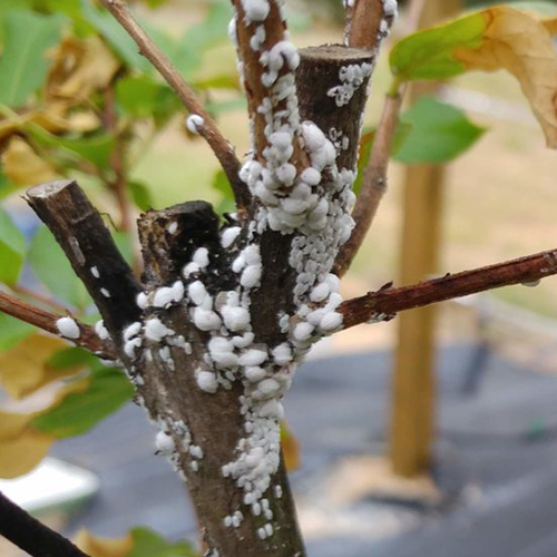 Alternative Hosts of Crapemyrtle Bark Scale | Publications | AgriLife Learn