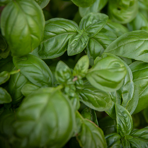 Grow More Basil Faster with Cuttings | Publications | AgriLife Learn