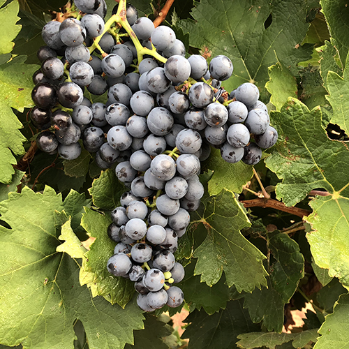 Grape Variety Profile: Tempranillo | Publications | AgriLife Learn