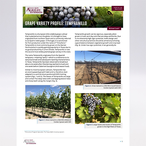 Grape Variety Profile: Tempranillo | Publications | AgriLife Learn