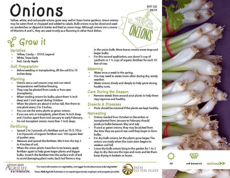 Path to the Plate: Onions | Publications | AgriLife Learn