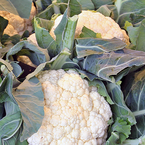 Path to the Plate: Cole Crops | Publications | AgriLife Learn